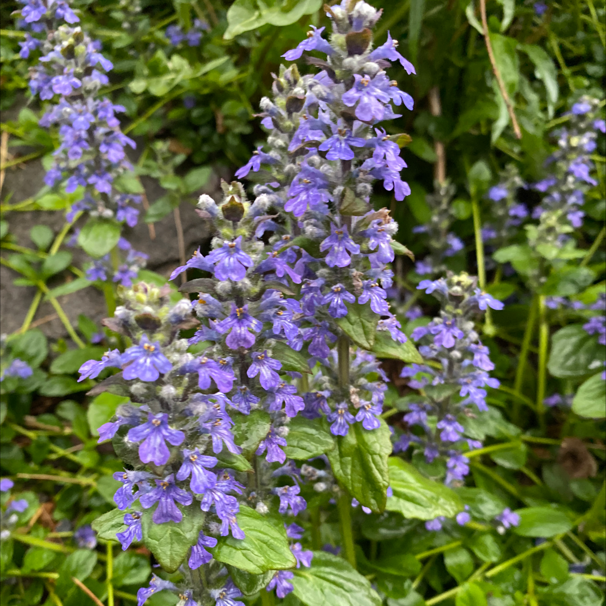 Why Are There Black Spots on My Blue Bugle Leaves?