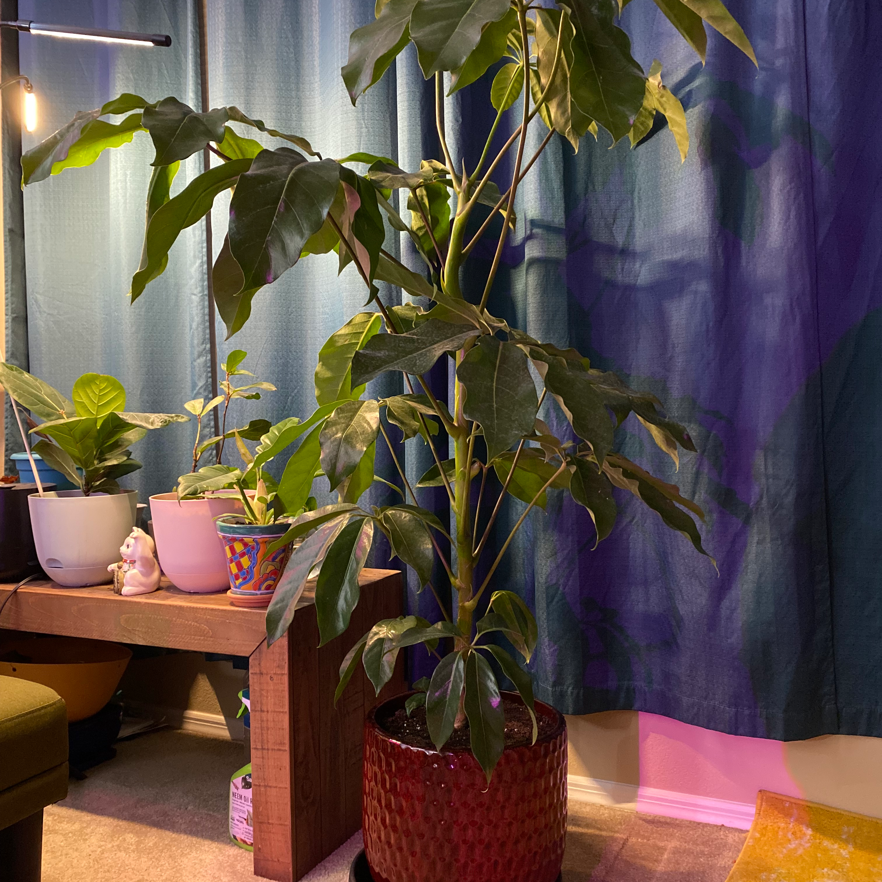 Propagating Octopus Tree: Step-by-Step Guide