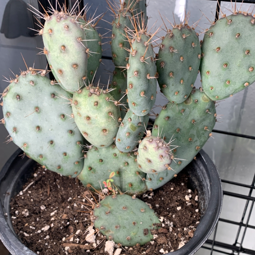 Poochie | A plant by @80twenty on Greg