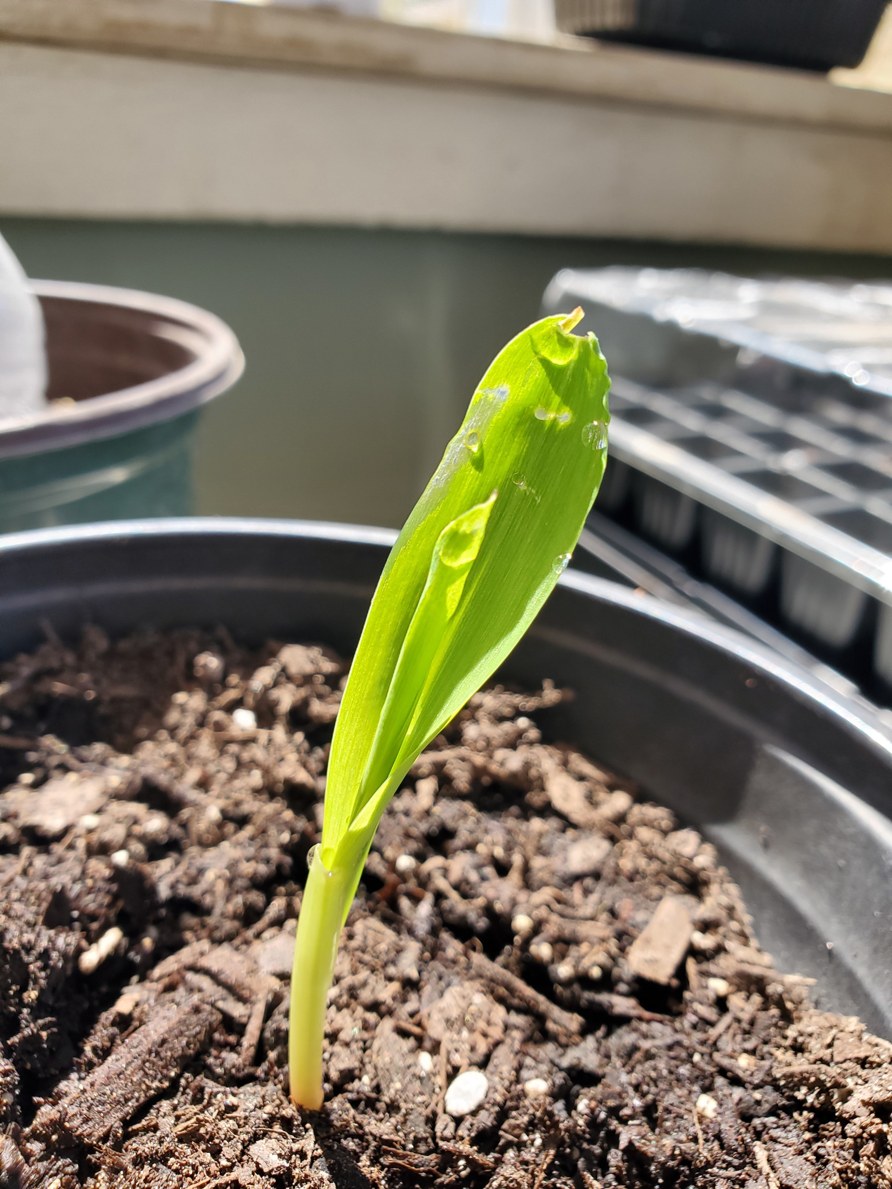 Corn Fertilizer: How and When to Use It