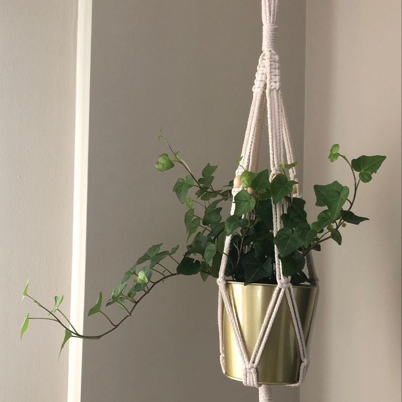 How Should English Ivy Be Cut Back?