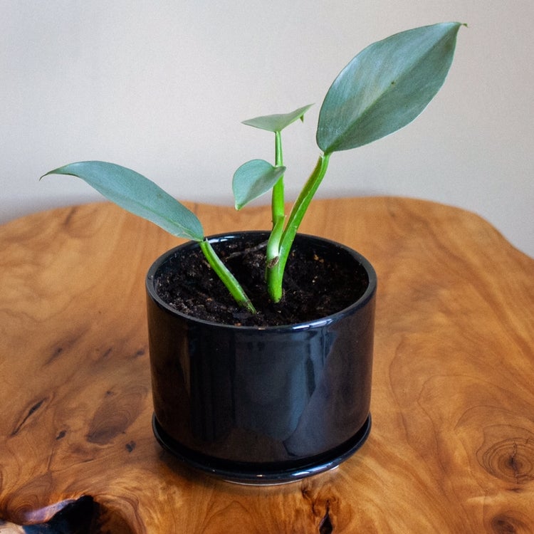 Silver Sword Philodendron Root Rot Solutions