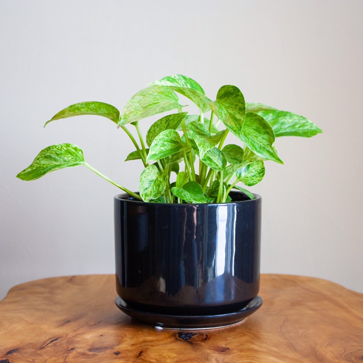 Fertilizing My Marble Queen Pothos to Double Its Growth Fertilizing My Marble Queen Pothos to Double Its Growth