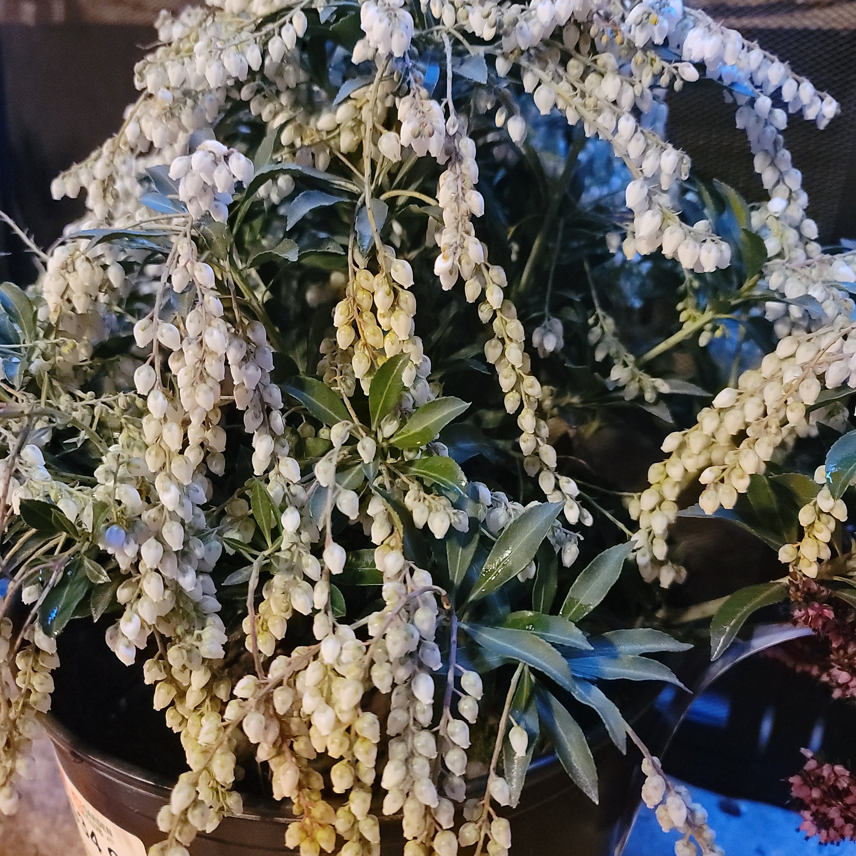 When and Where Should I Trim My Japanese Andromeda?