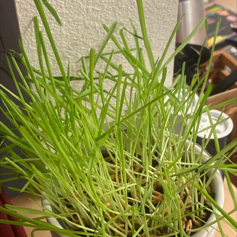 What To Do About Bugs on My Wheat? 🐛