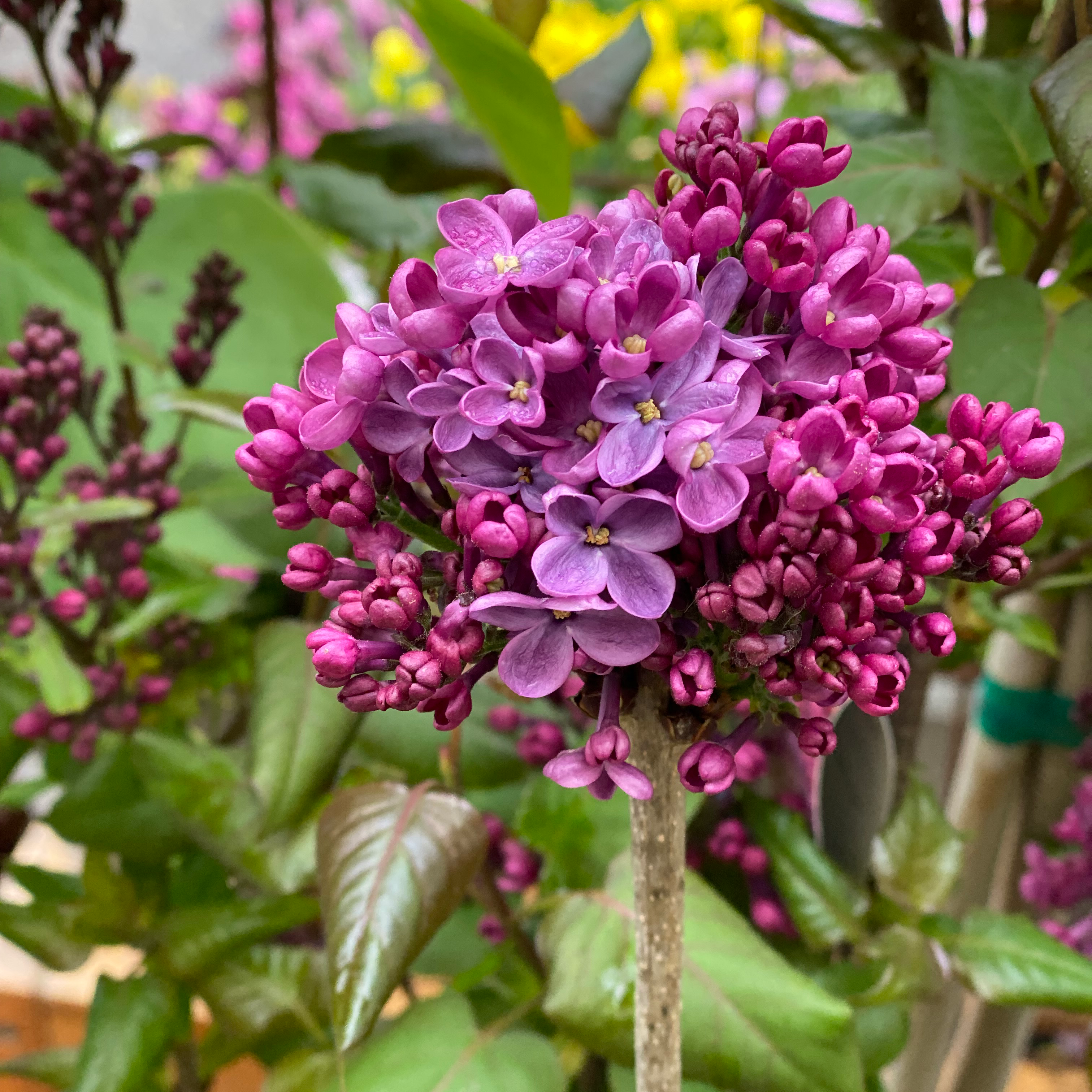 10 Advantages of Having a Lilac