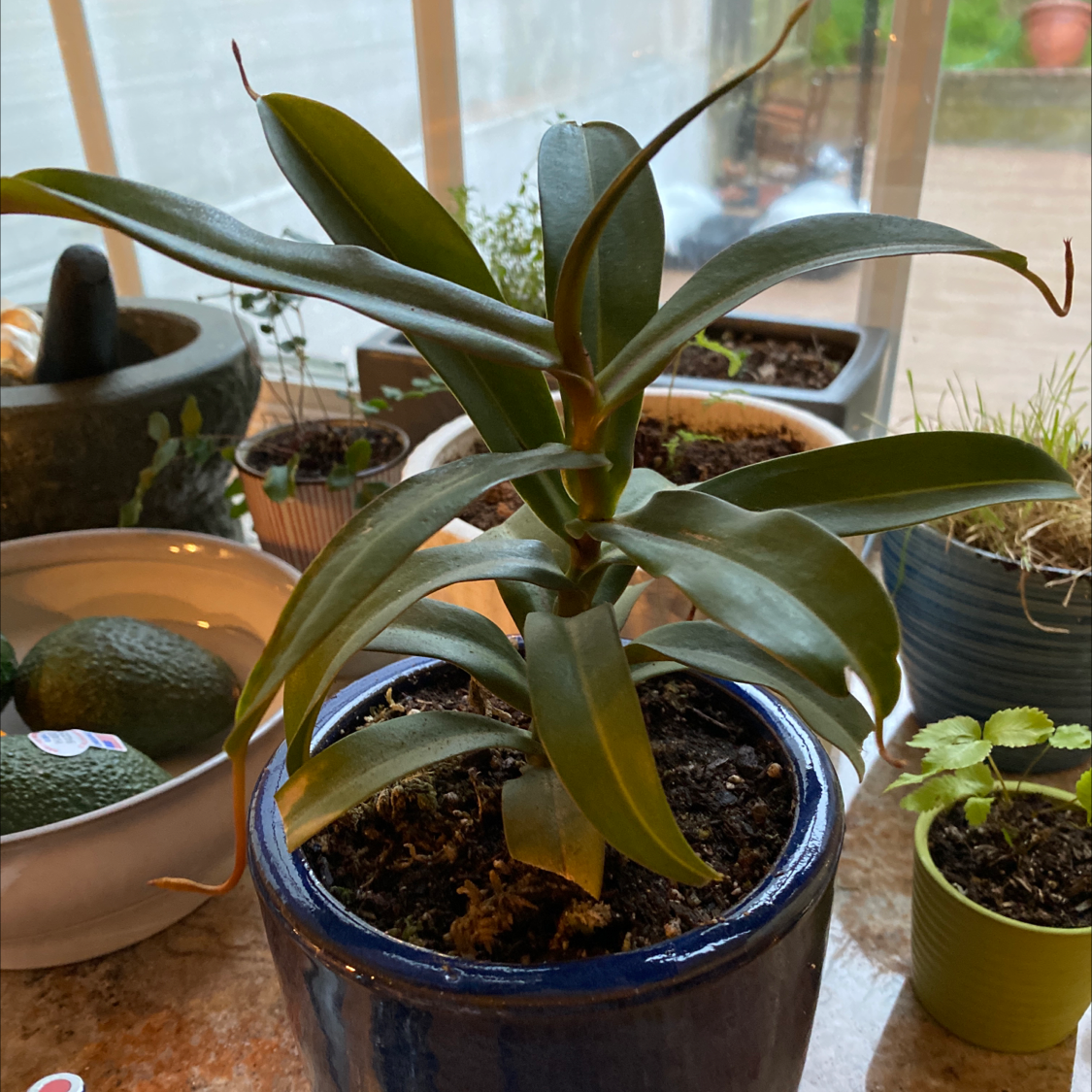 Rebecca Soper Pitcher Plant Care 101: Water, Light & Growing Tips