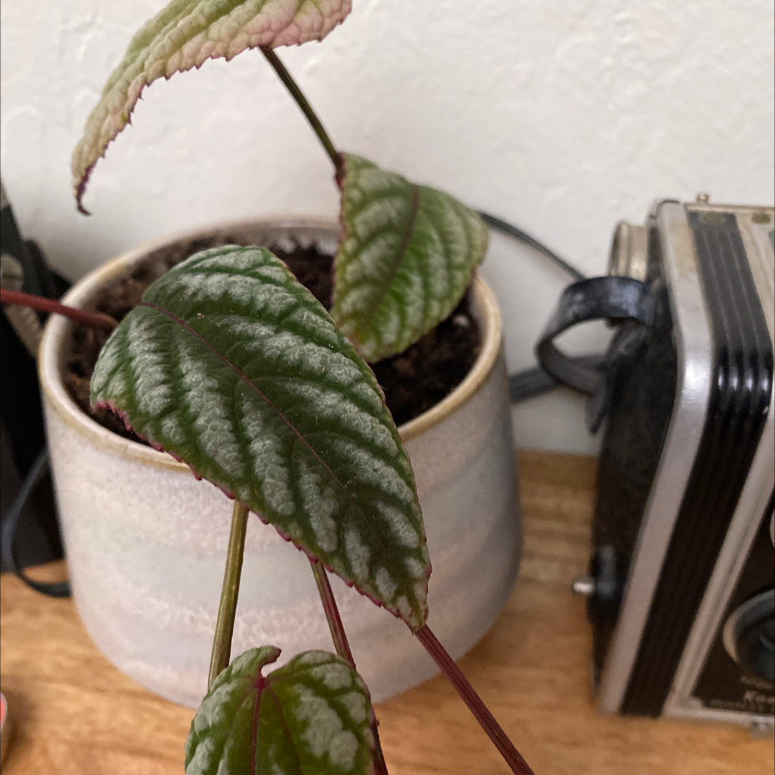 What Are The Bugs on My Rex Begonia Vine? 🐛