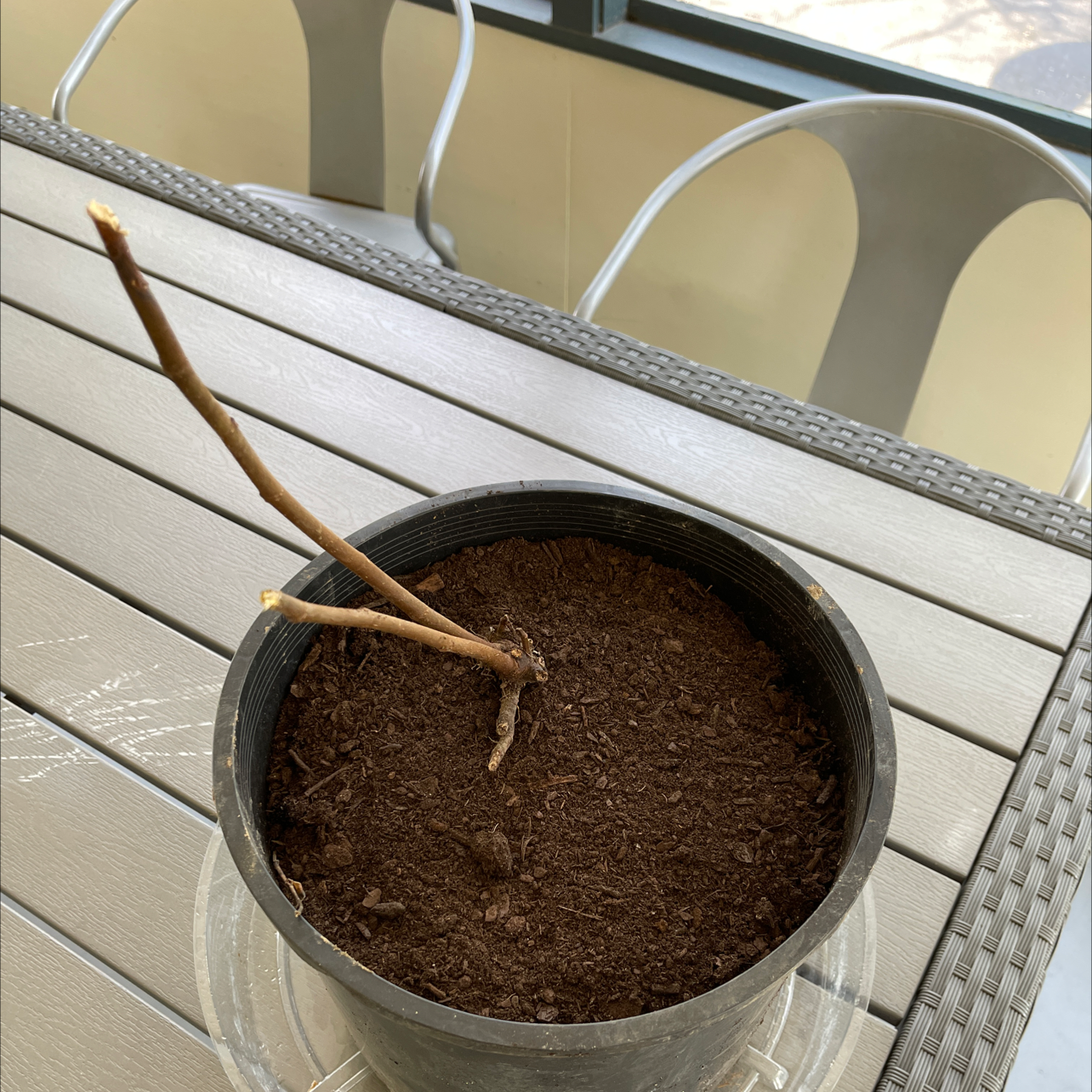 Best Soil Potting Mix for Chicago Hardy Fig