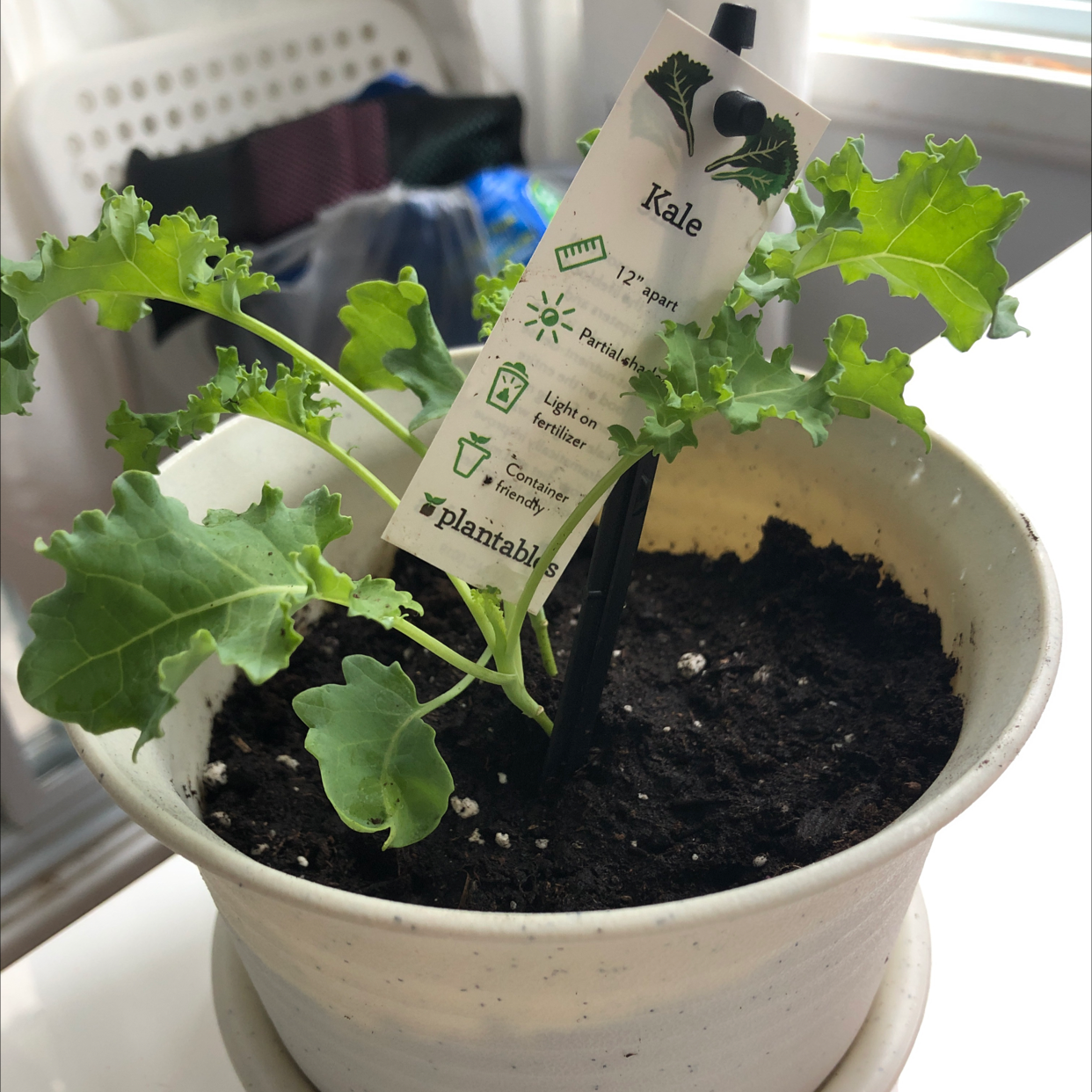 Light Requirements For My Wild Cabbage