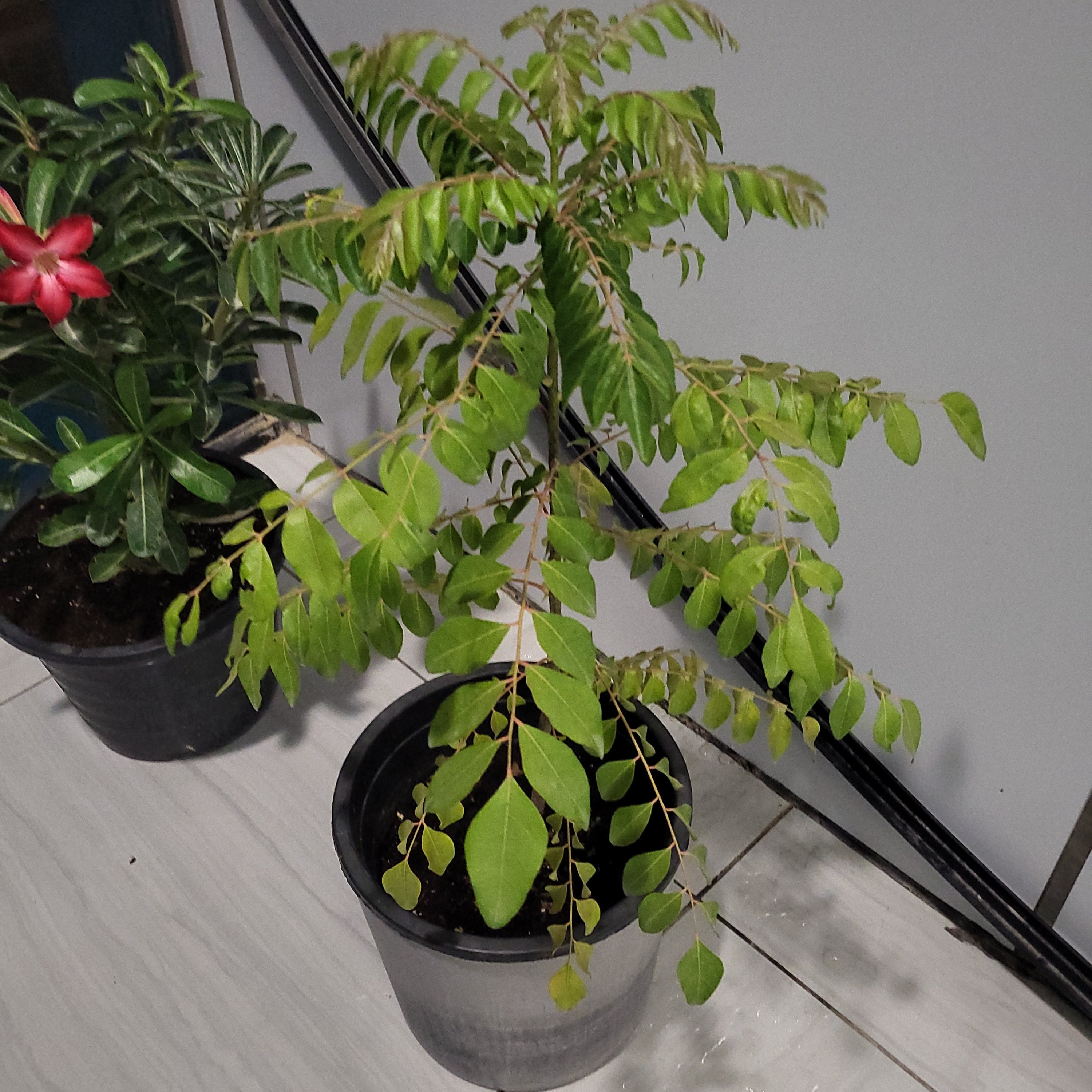 How to Get a Curry Tree to Bloom