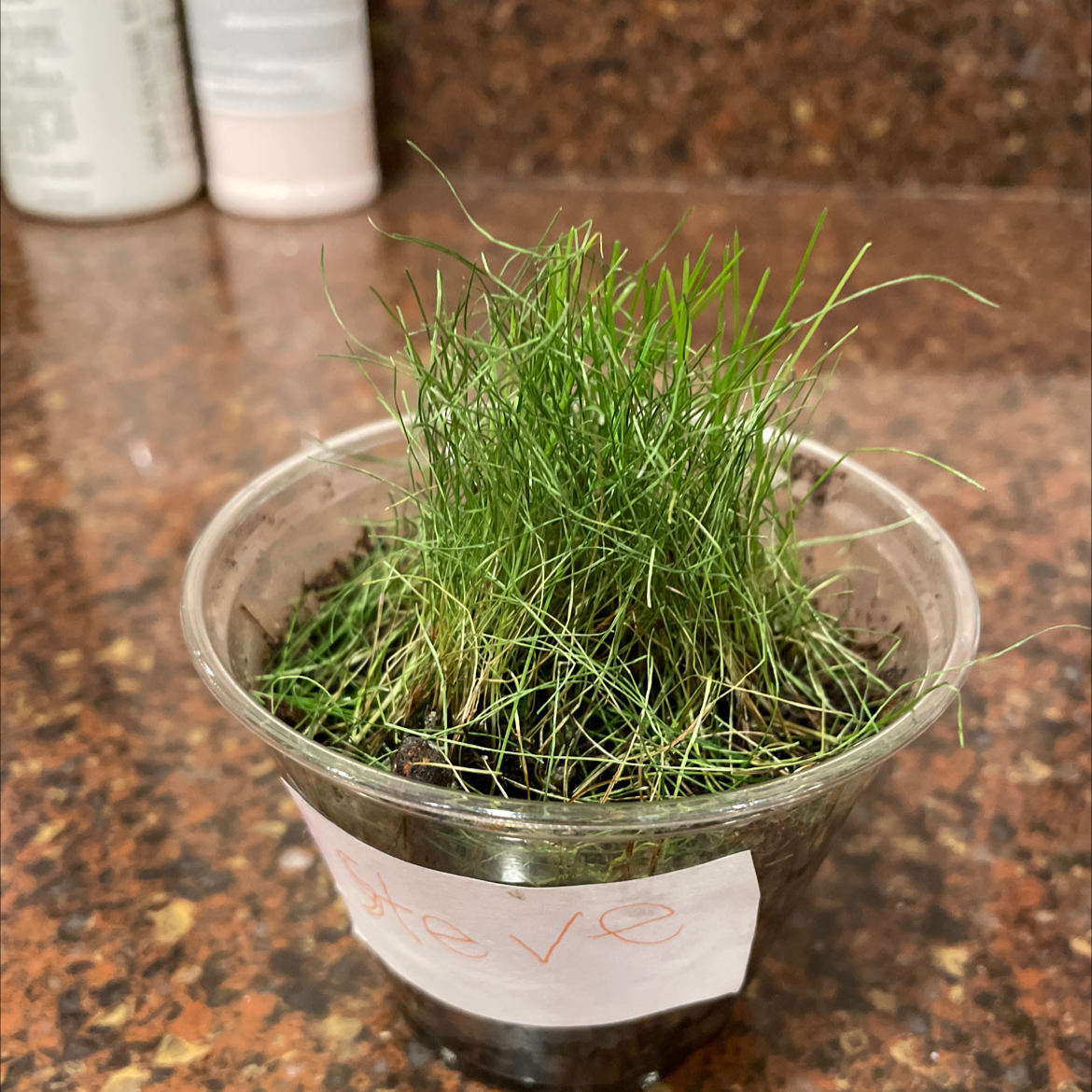 How to Propagate Your Wheat