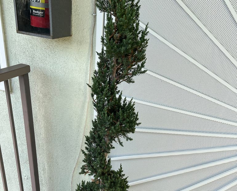 Why Are My Mediterranean Cypress Leaves Turning Yellow? 🍂 Why Are My Mediterranean Cypress Leaves Turning Yellow? 🍂