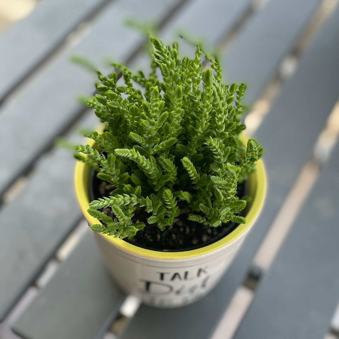 Propagating My Watch Chain: Step-by-Step Guide