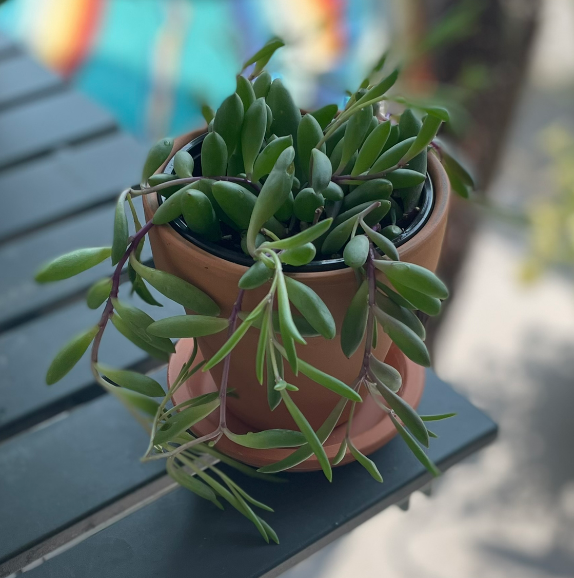 What To Do About Bugs on My String of Pickles? 🐛