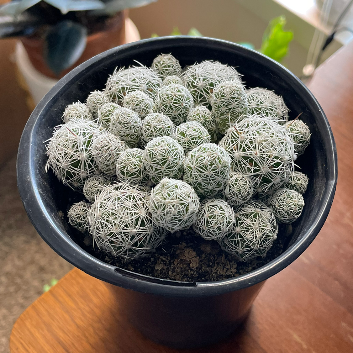 🌵 How Much Humidity Does My Thimble Cactus Need?