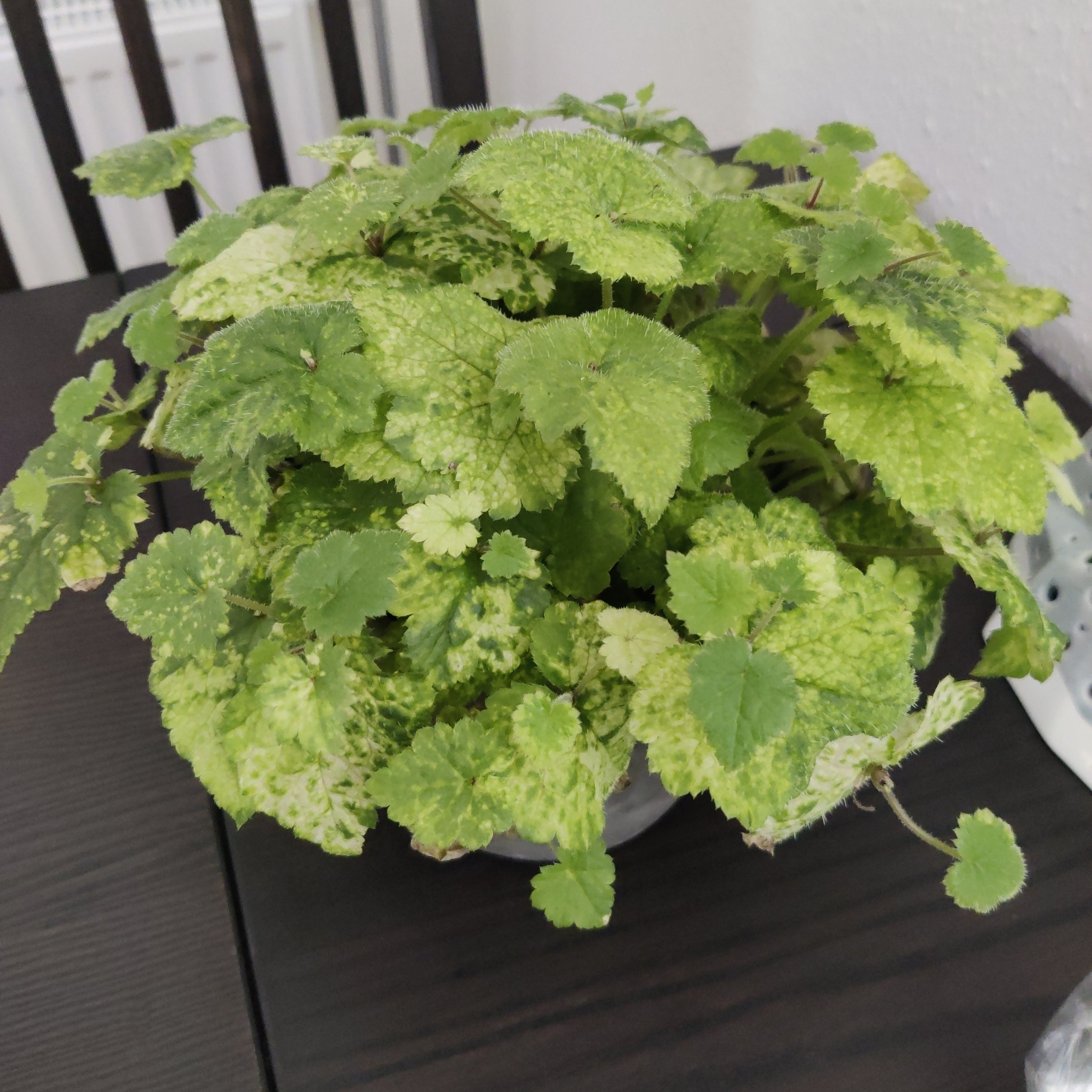 10 Benefits of Having a Piggyback Plant