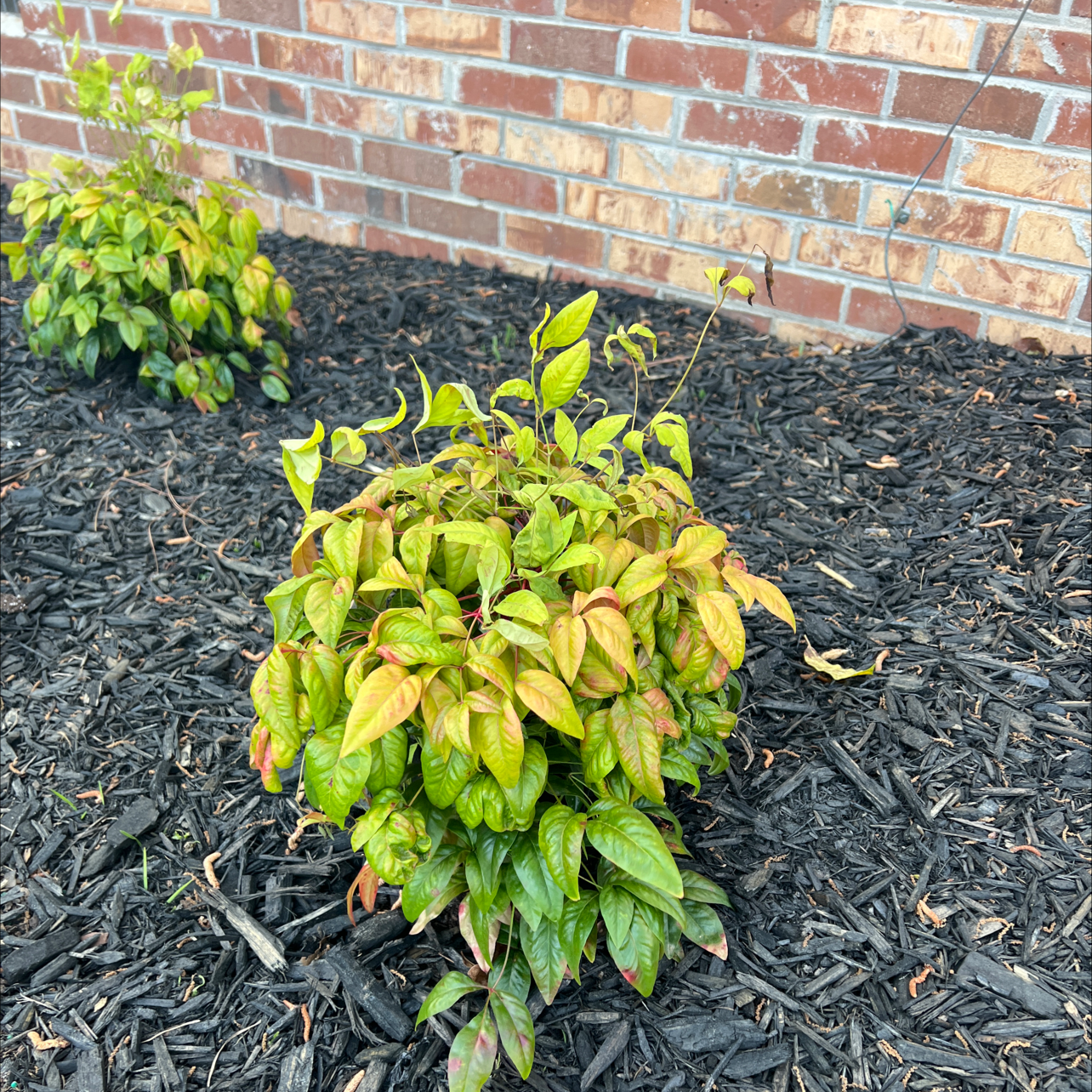 Why Are My Sacred Bamboo Leaves Curling?