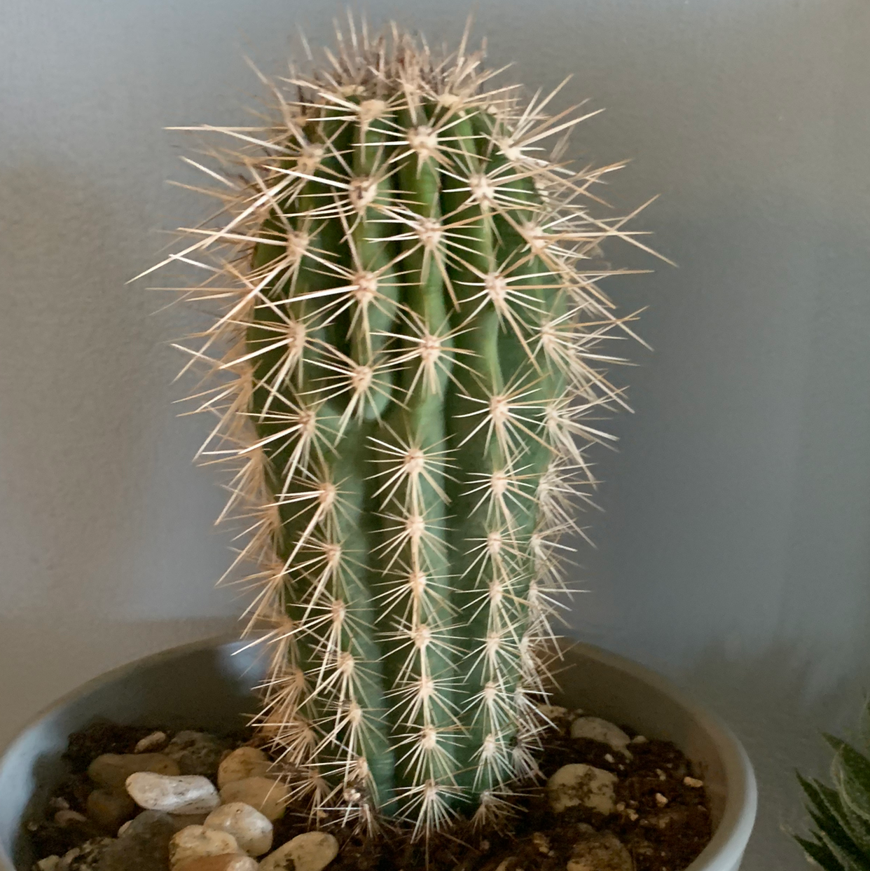 Year-Round Light Requirements For Your Saguaro