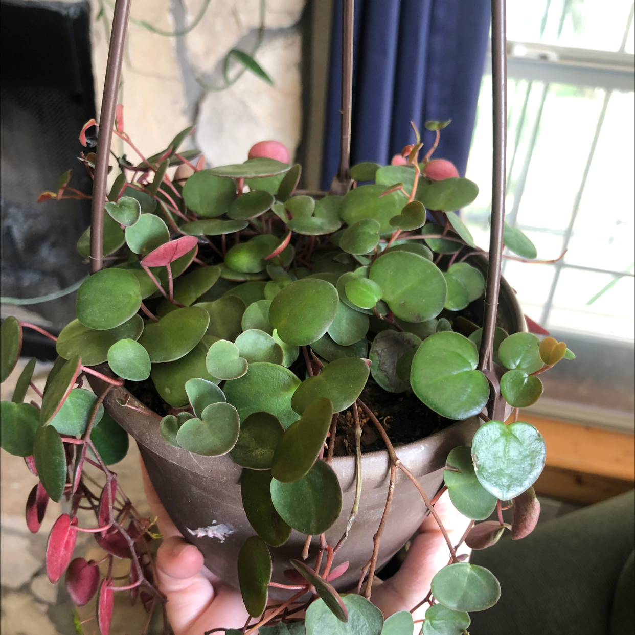 How to Get a Peperomia 'Ruby Cascade' to Bloom