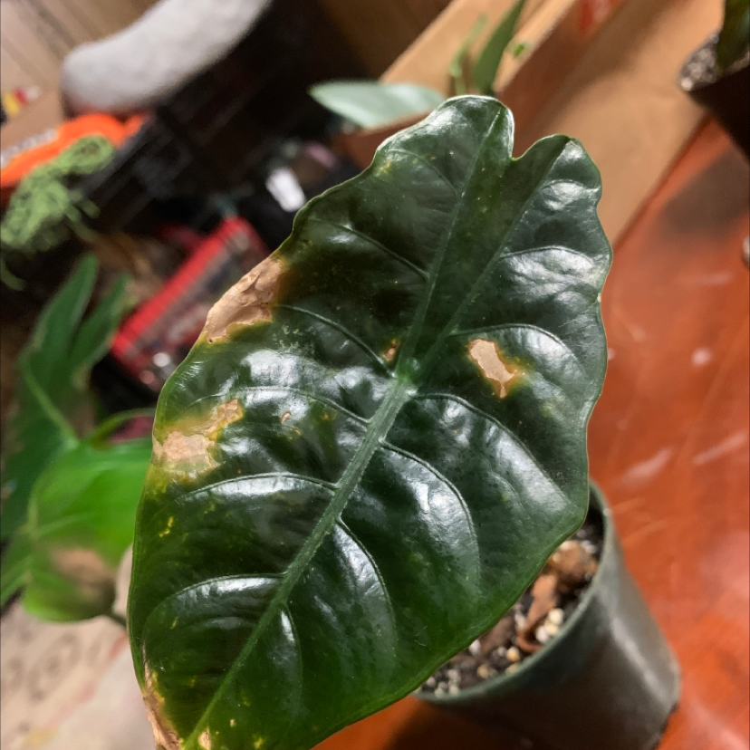 Brown Spots On Alocasia Nebula 'imperialis' Leaves