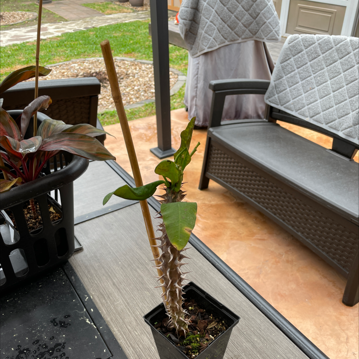 Crown of Thorns - Ultimate Guide to Fertilizing