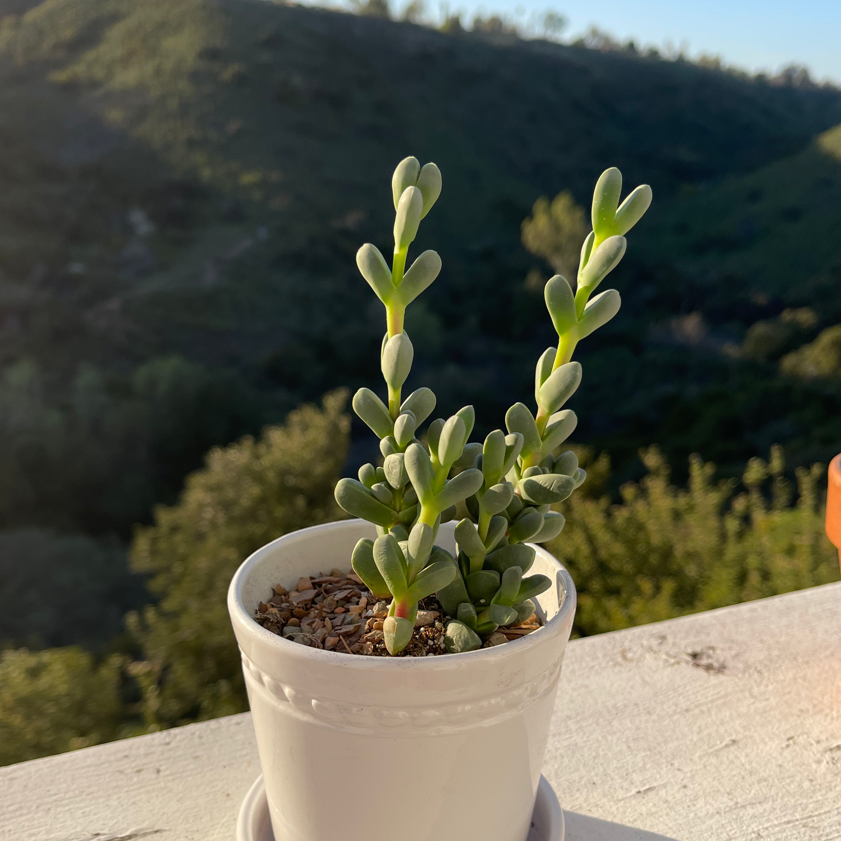 Why Are My Beads Lampranthus Leaves Curling?
