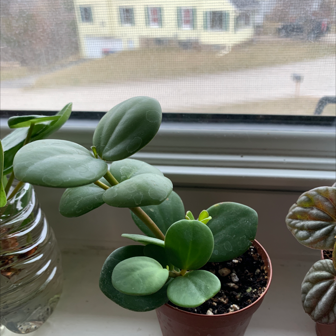 Why Are My Peperomia 'hope' Leaves Mushy? 😢