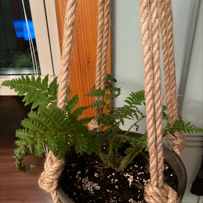 How to Fertilize Your Australian Tree Fern