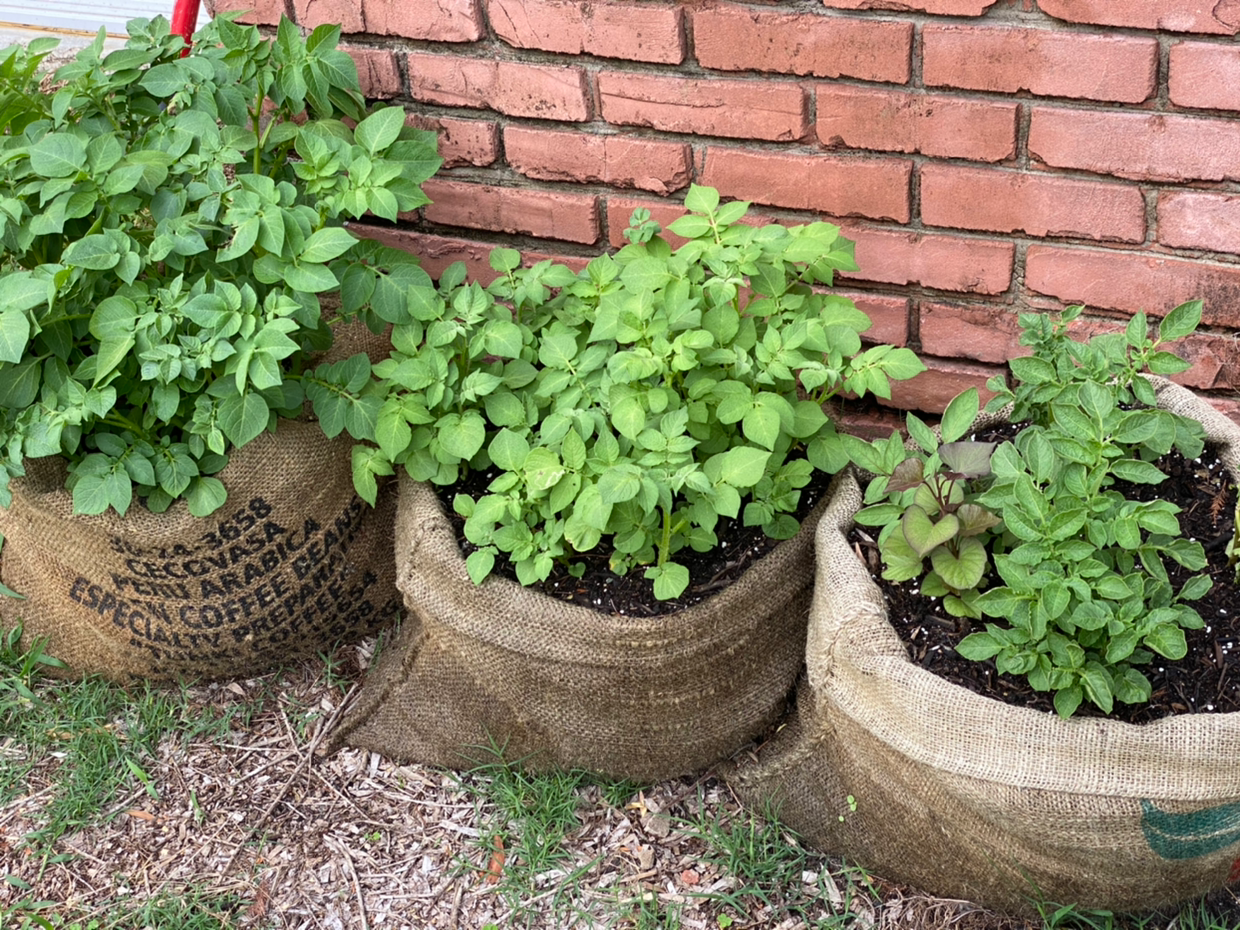 🥔 Propagating Your Potato: Step-by-Step Guide