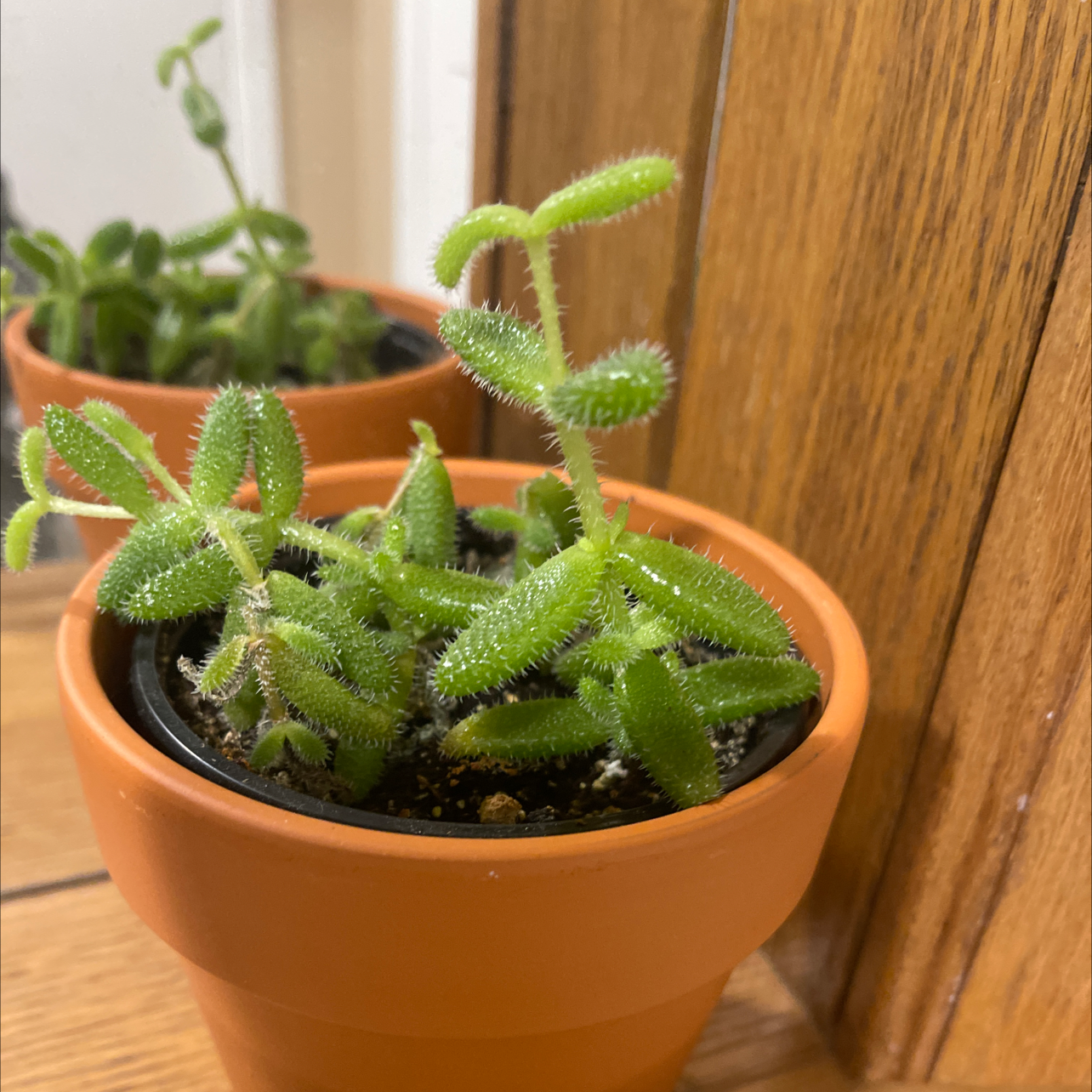 🥒 Propagating Your Pickle Plant: Step-by-Step Guide