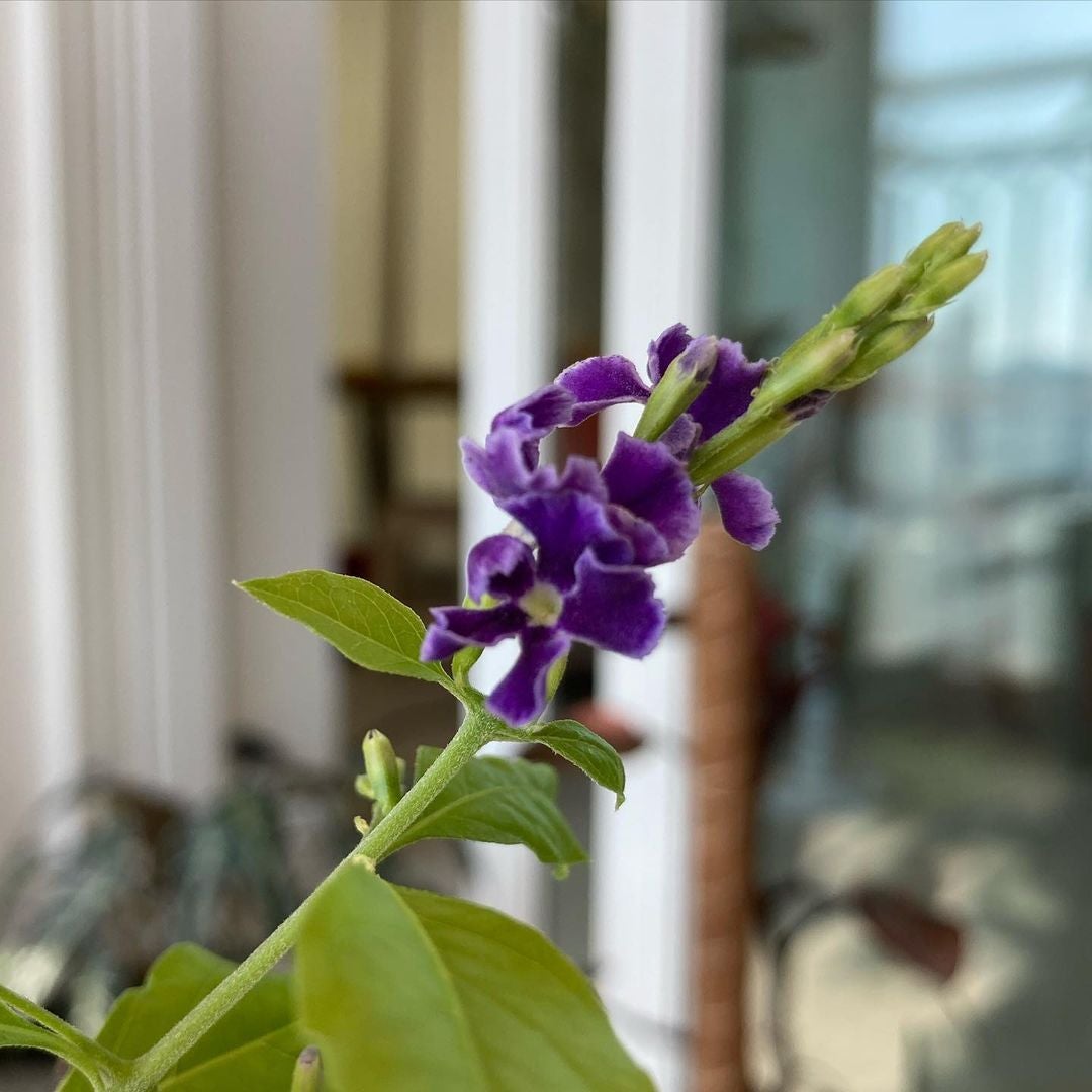 Golden Dewdrop Fertilizer: How and When to Use It