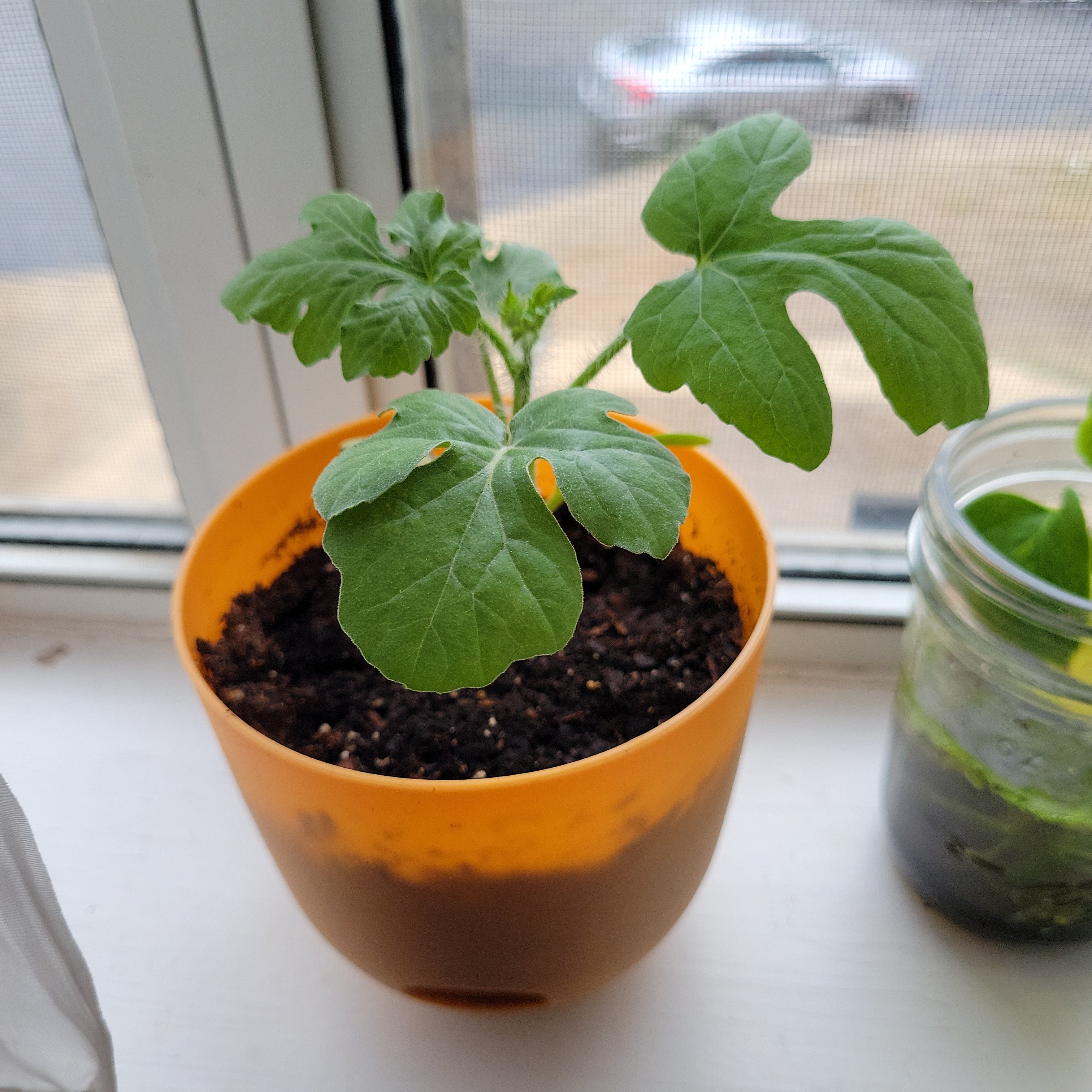 How to Prune Watermelon