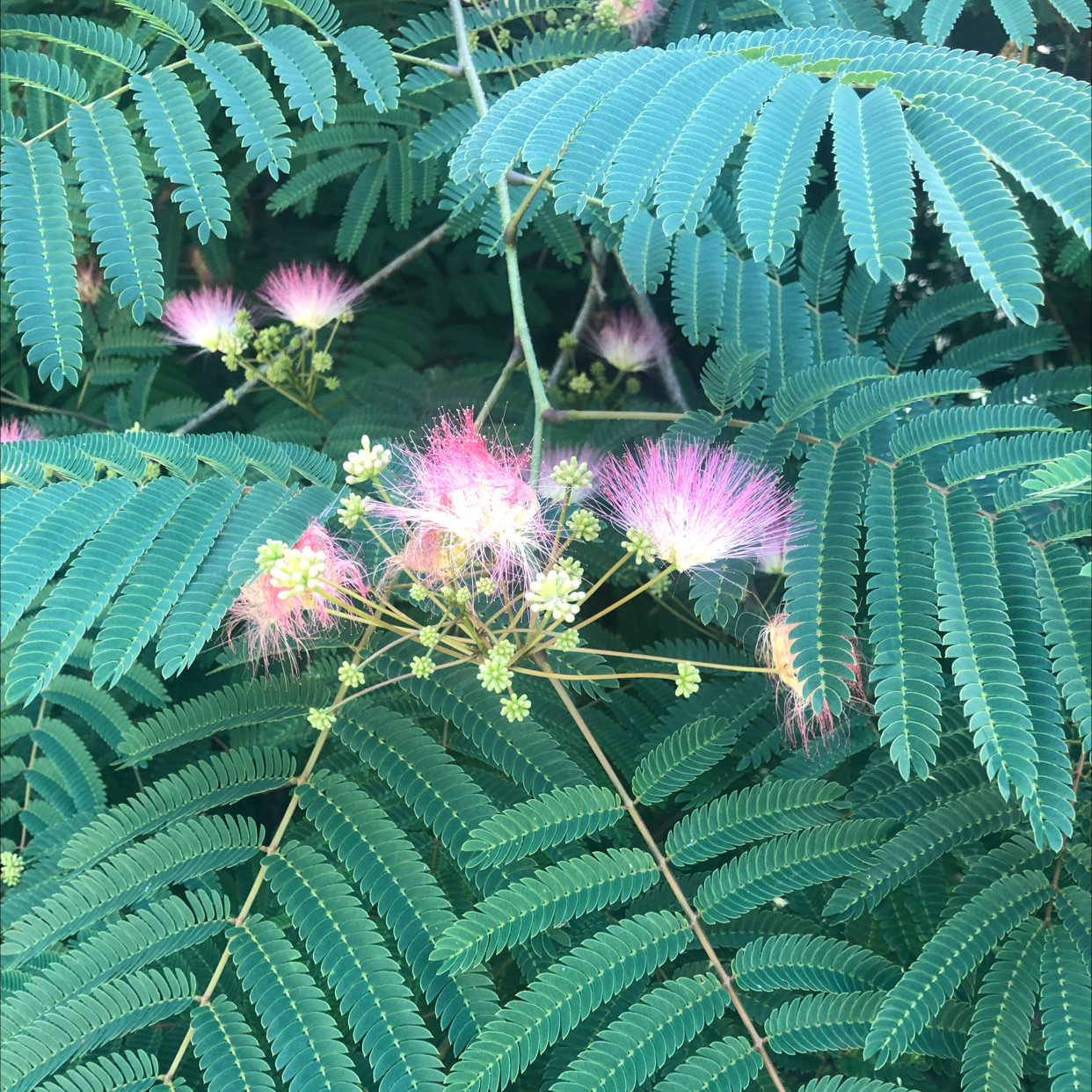 Why Are My Pink Silk Tree Leaves Droopy? 😢