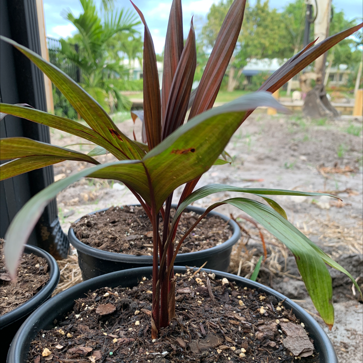 Maroon Crownshaft Palm Tree Plant Care: Water, Light, Nutrients | Greg ...