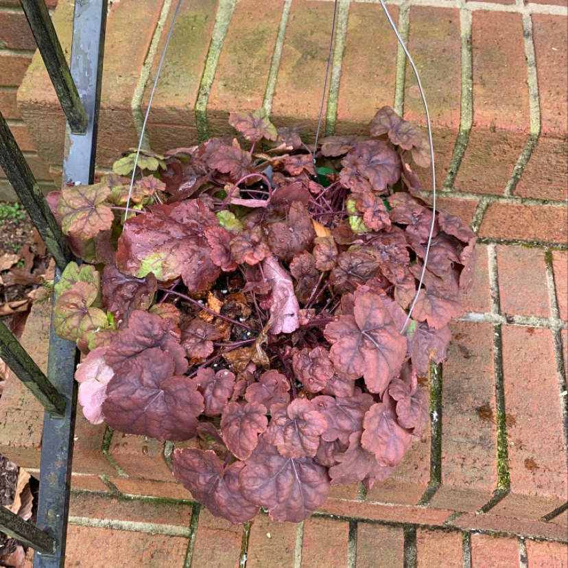 Why Are There Brown Spots on My Coral Bells Leaves?