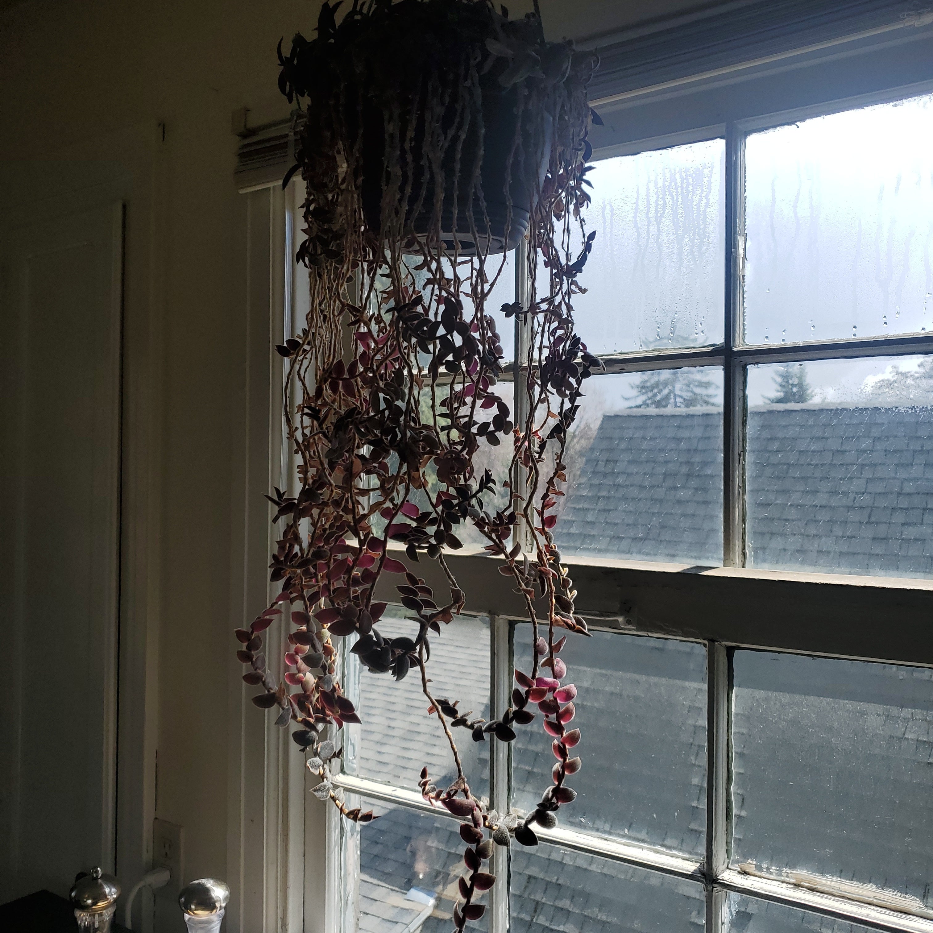 🧸 Why Are My Teddy Bear Vine Leaves Mushy?