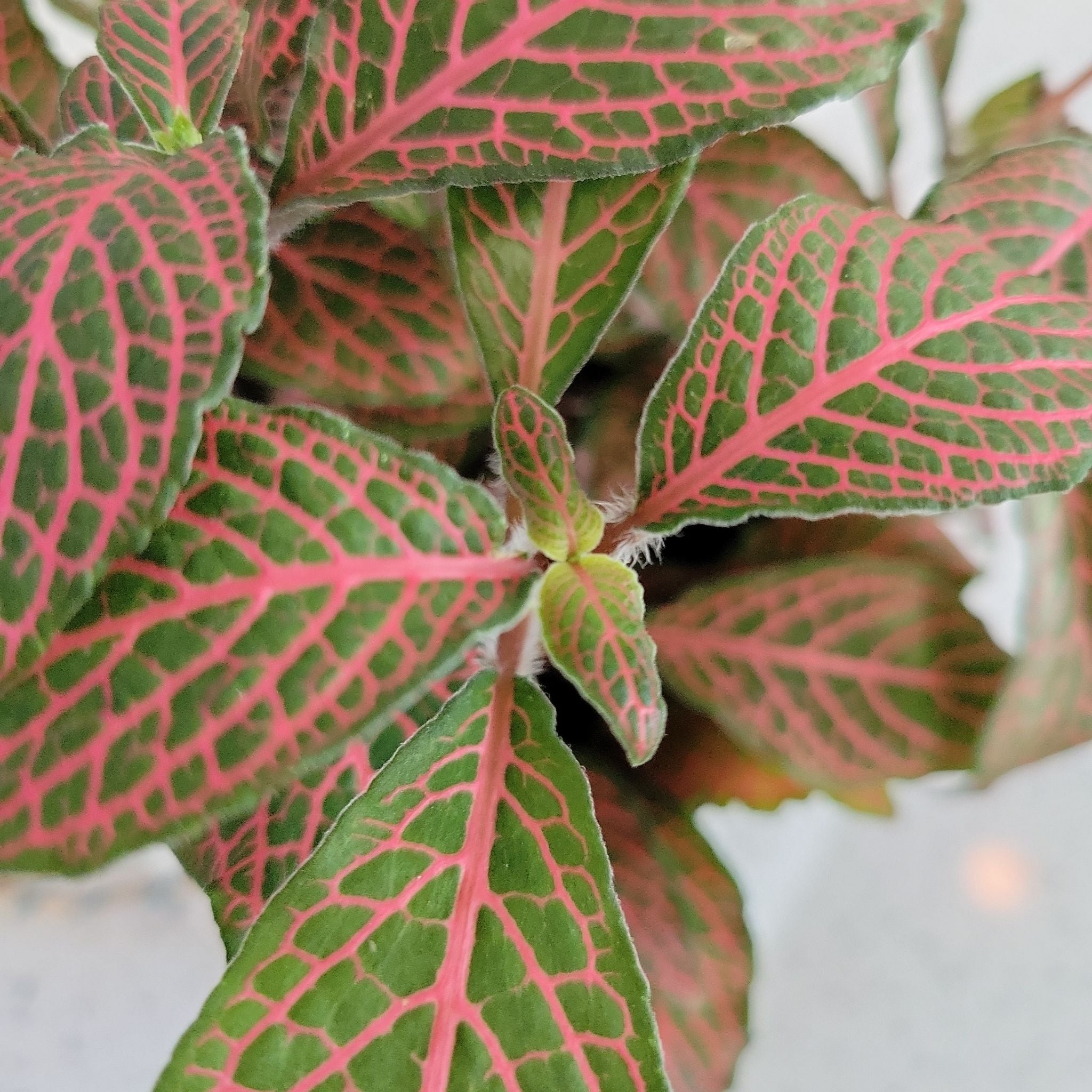Common Red Anne Nerve Plant Problems