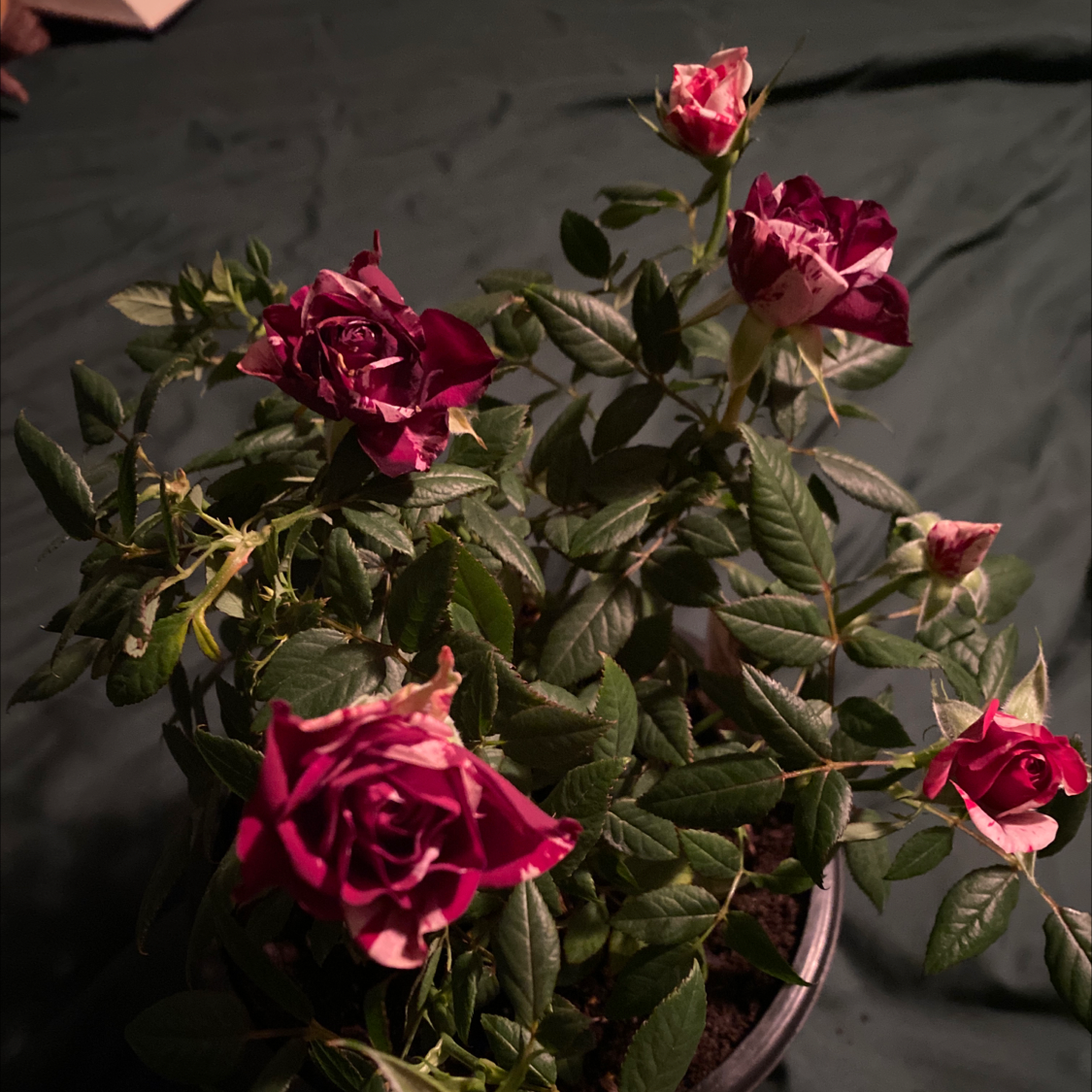 🏖 How Much Humidity Does My Beach Rose Need?