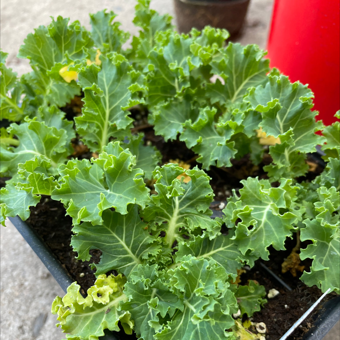 How to Propagate Your Wild Cabbage