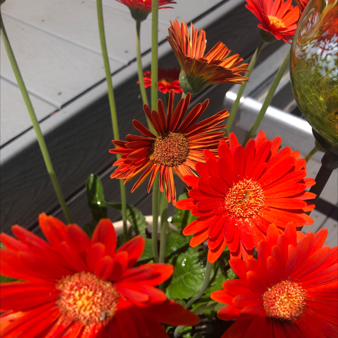 10 Benefits of Having a Gerbera