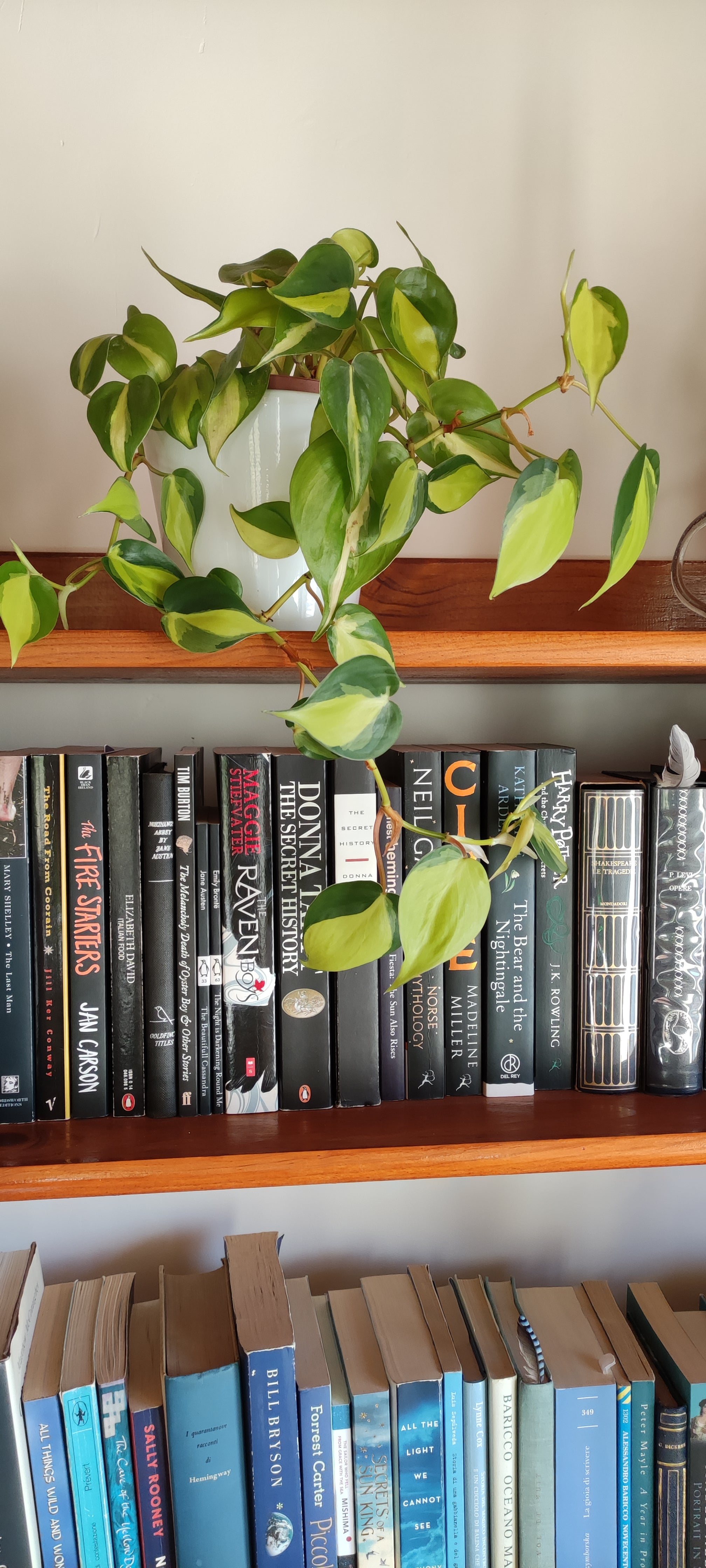 How Do I Propagate My Philodendron 'Rio'?