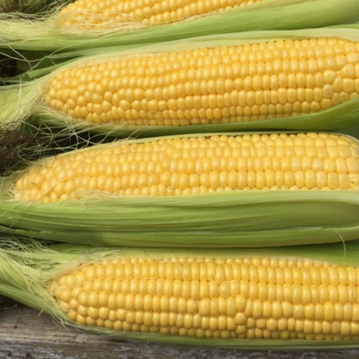 When and Where Should I Trim My Corn?
