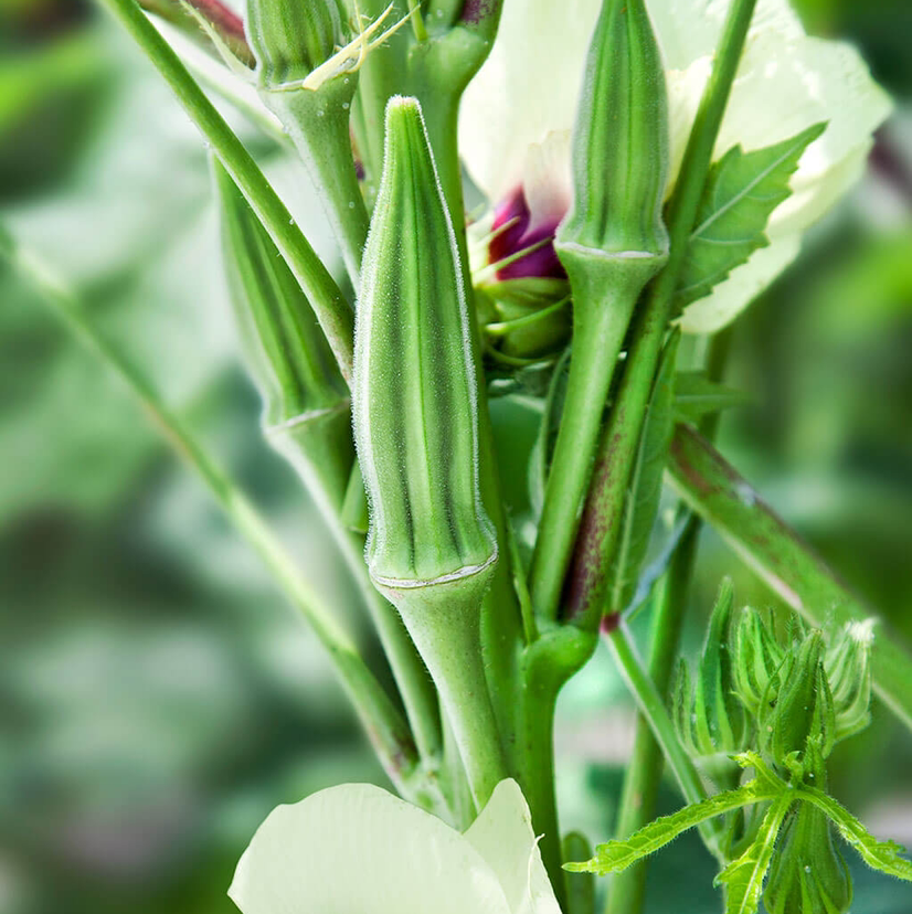 How Should Okra Be Cut Back?