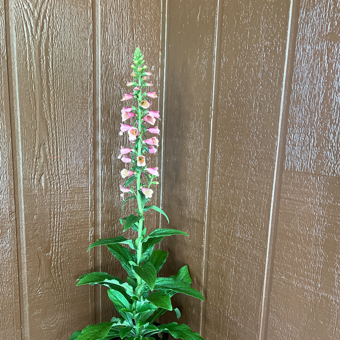 🌸 How to Get a Common Foxglove to Bloom