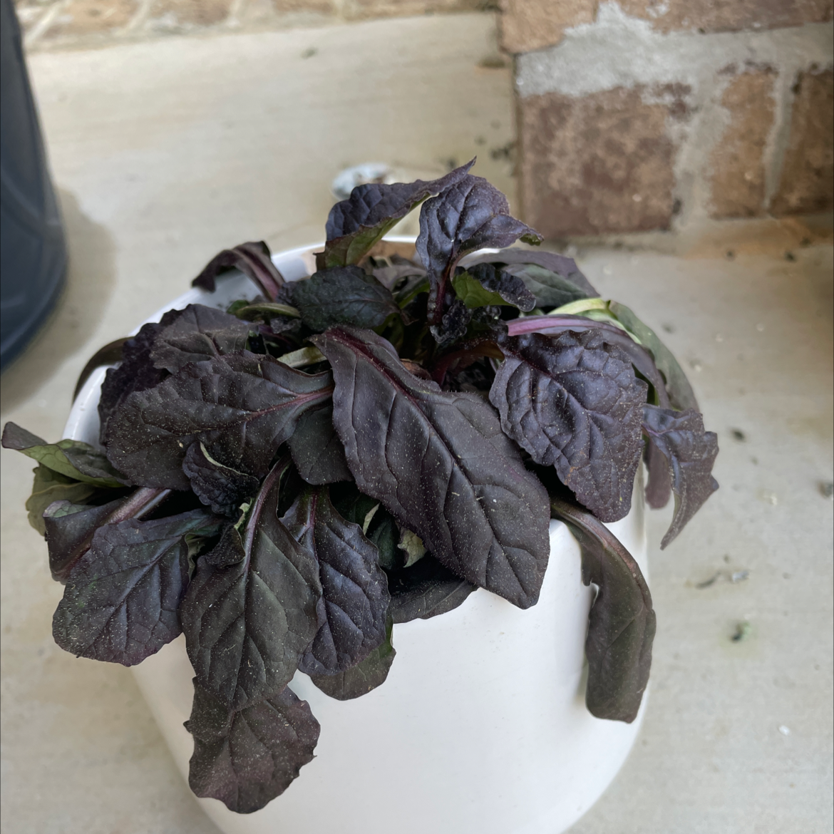 How to Prune Blue Bugle