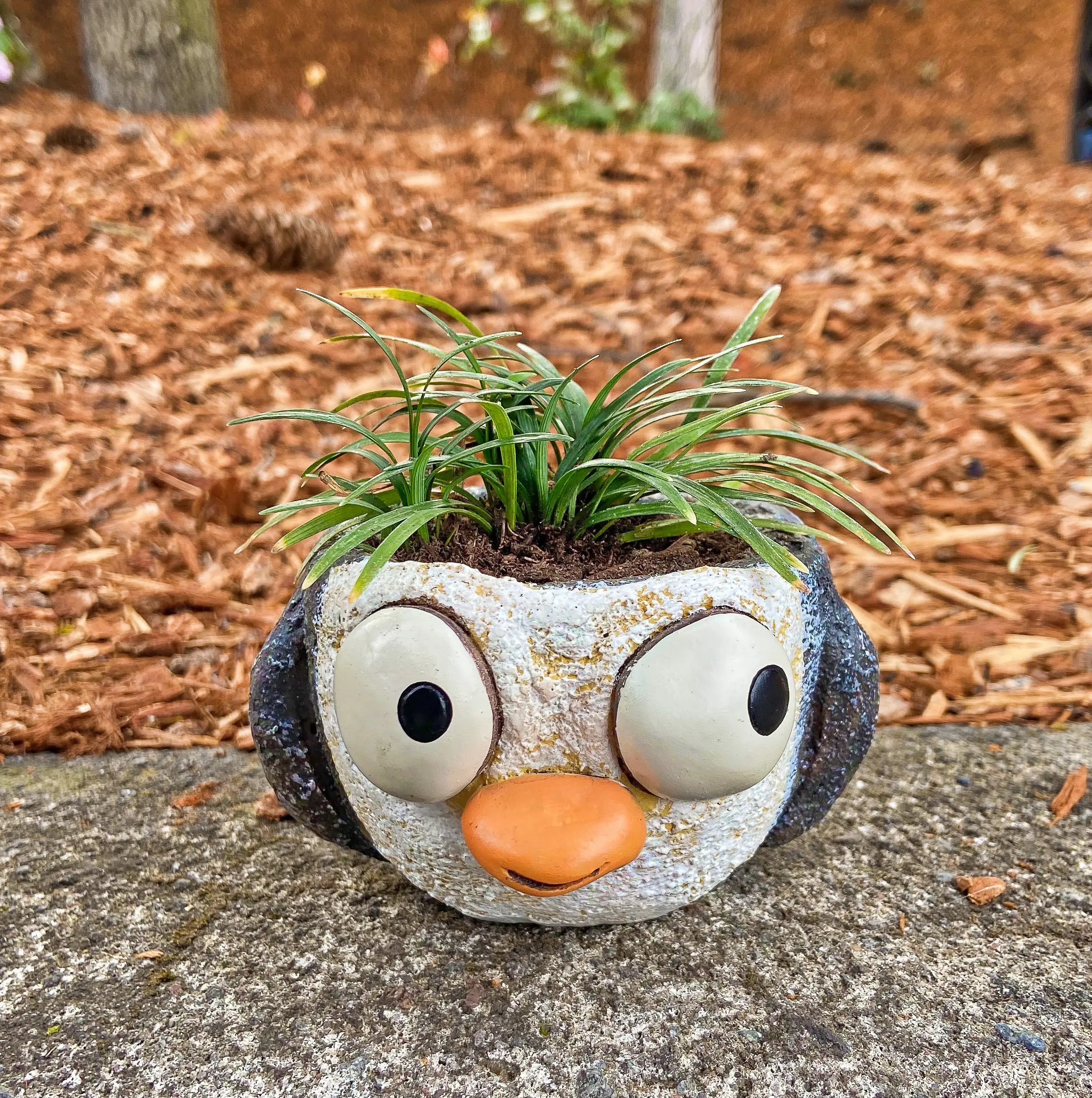 10 Advantages of Having a Mondo Grass