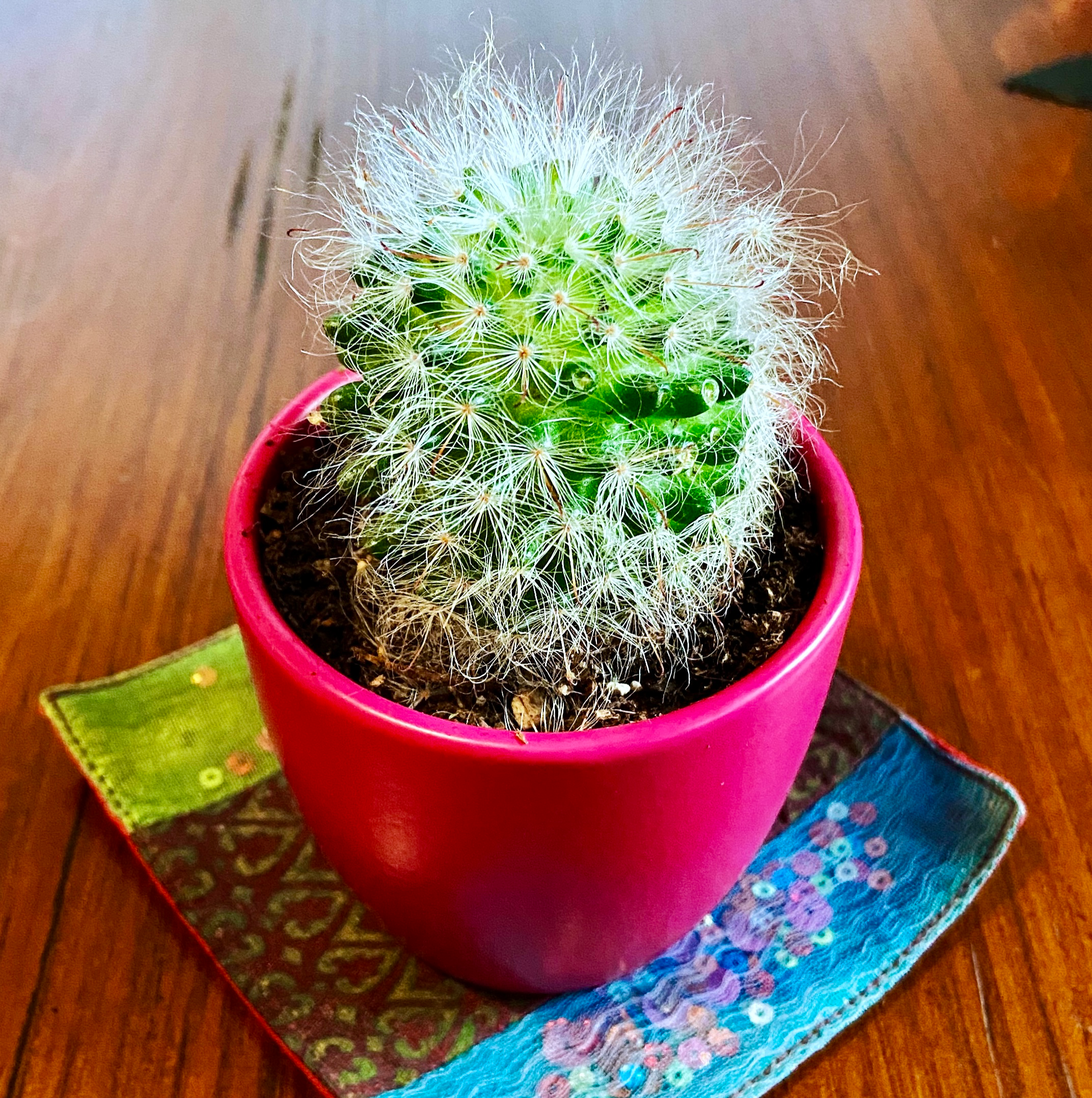 🌵 Why Are There Black Spots on My Powder Puff Cactus Leaves?