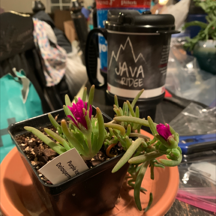 10 Benefits of Having a Chilean Sea Fig