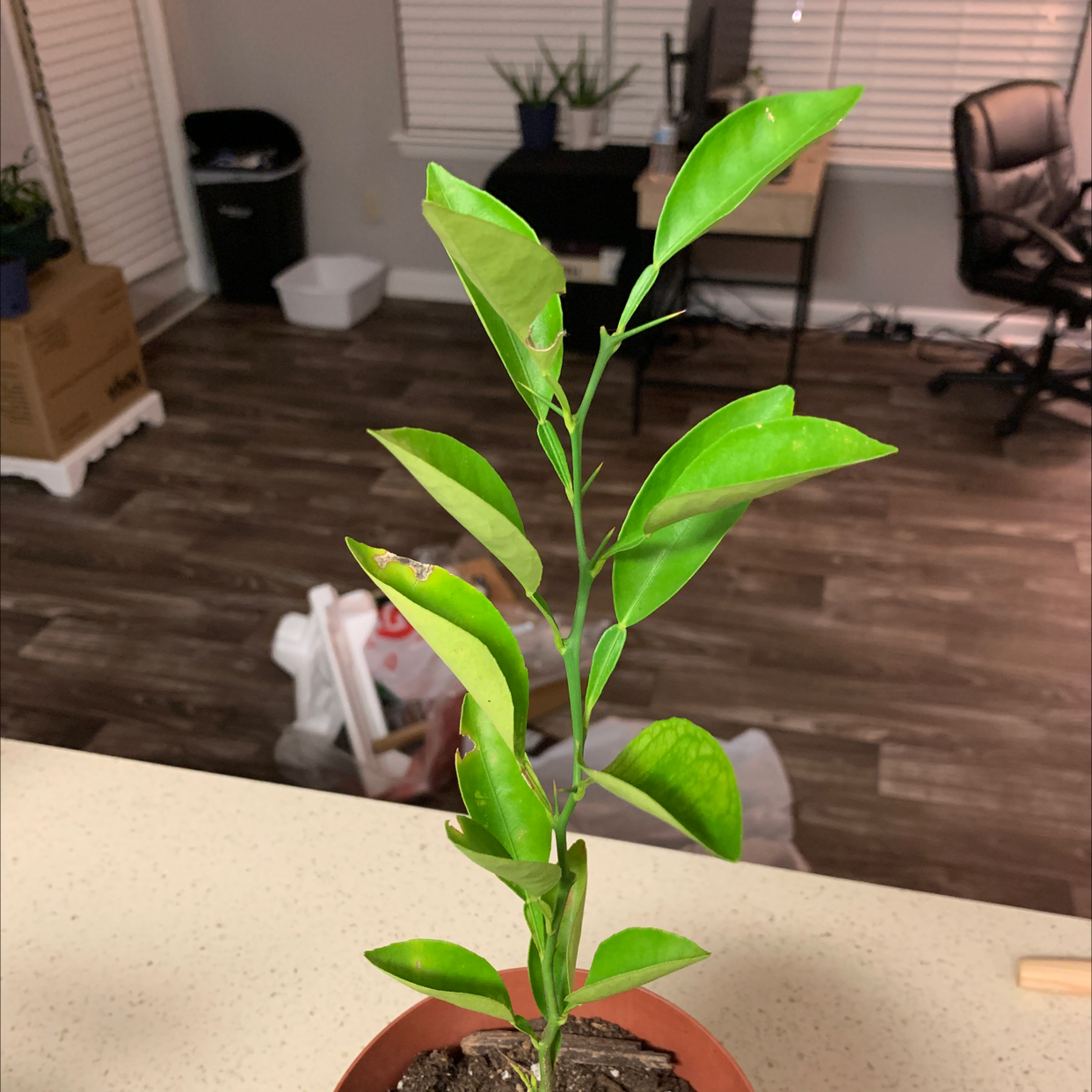 🍊 Propagating Pomelo: Step-by-Step Guide